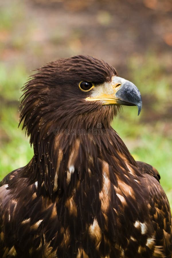 Steppe eagle stock photo. Image of beak, nature, birds - 14373754