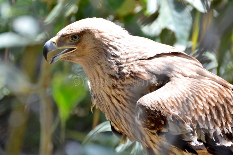 Steppe Eagle stock photo. Image of bars, angry, safari - 22151082