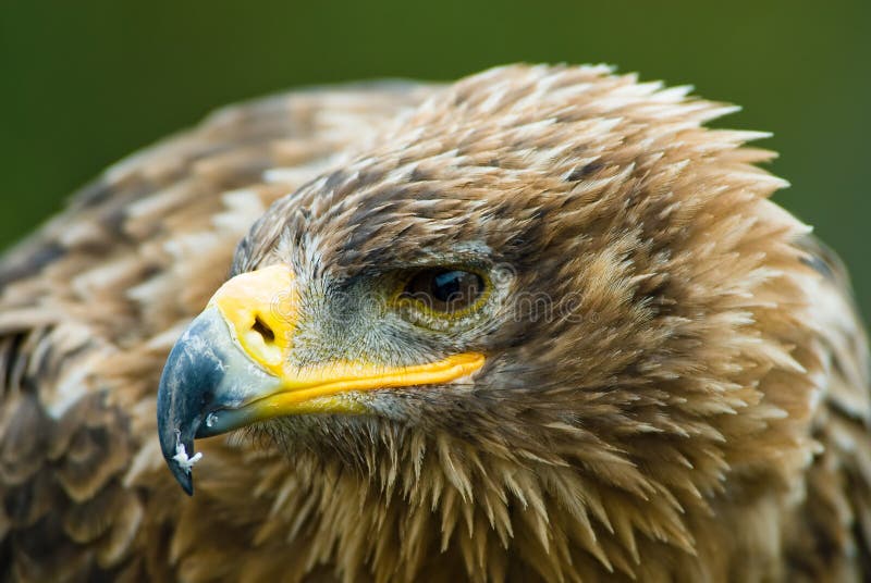 Steppe Eagle Picture. Image: 3197832