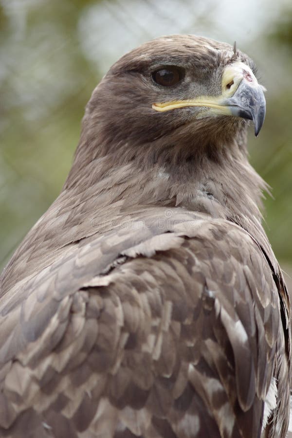 Steppe eagle. stock photo. Image of pray, brown, feather - 6958256