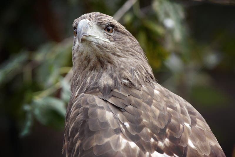 Steppe eagle. stock photo. Image of eagle, close, steppe - 6958312