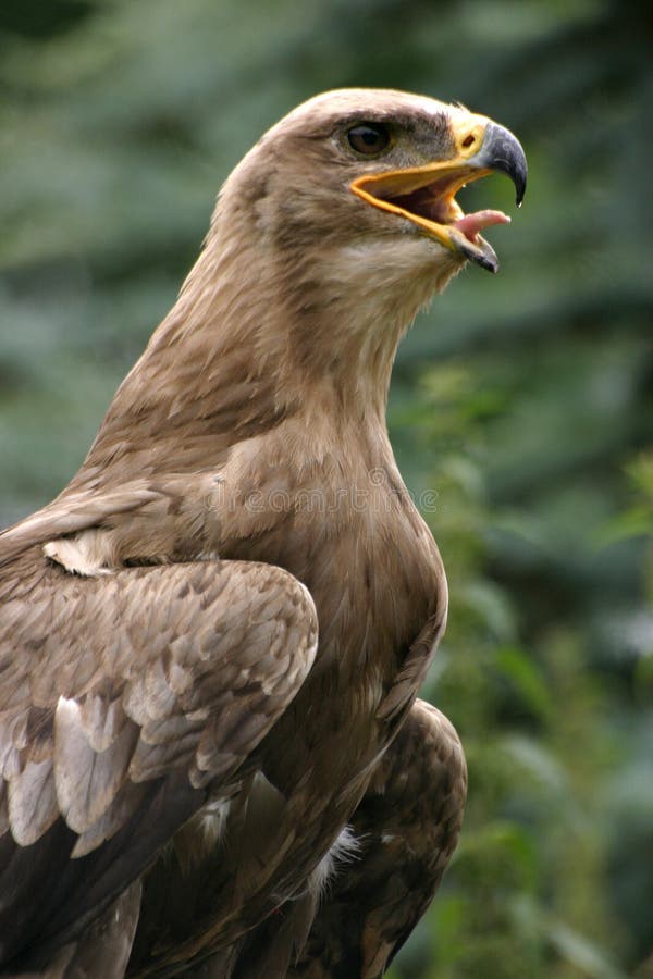 Steppe eagle stock photo. Image of plumage, prey, animal - 887578
