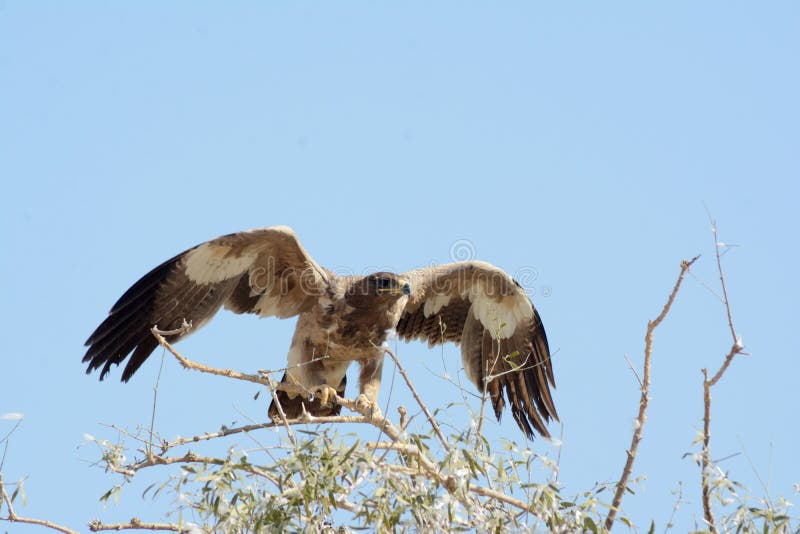 The Steppe Eagle Aquila Nipalensis Stock Image - Image of steppe, fresh ... The Steppe Eagle Aquila Nipalensis Stock Image - Image of steppe, fresh ...