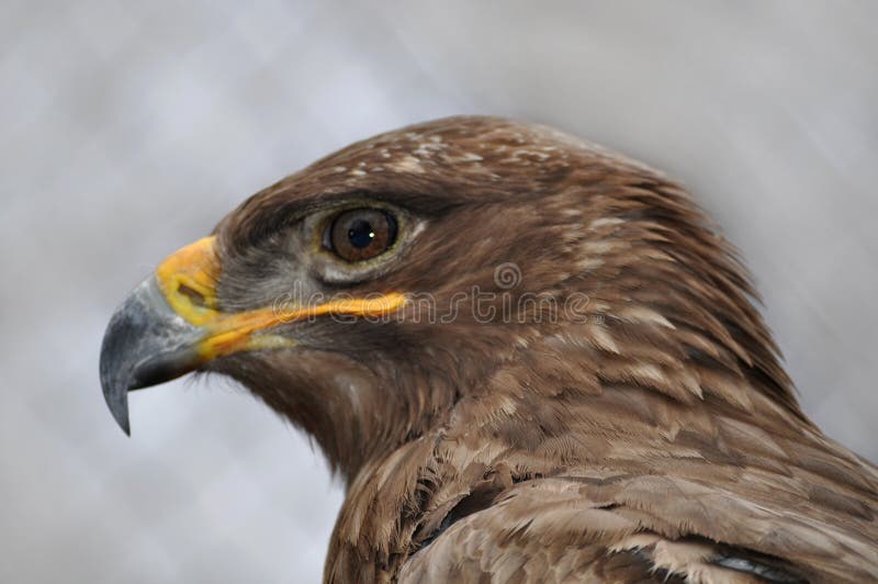 Steppe Eagle (Aquila Nipalensis) Stock Image - Image of falcon, booted ...