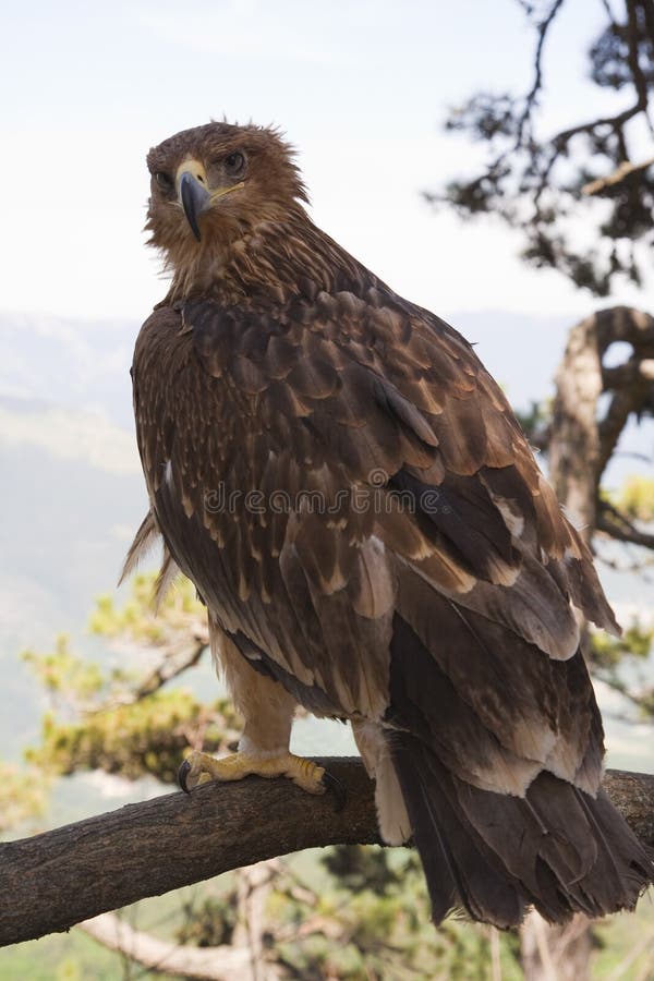 The steppe eagle. stock photo. Image of tree, squad, falconiformes ...