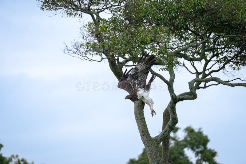 Steppe Eagle Flies Down from Lichen-covered Tree Stock Image - Image of ...