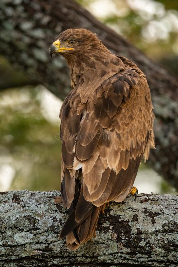 Steppe Eagle Perched on Branch Looking Back Stock Image - Image of ...
