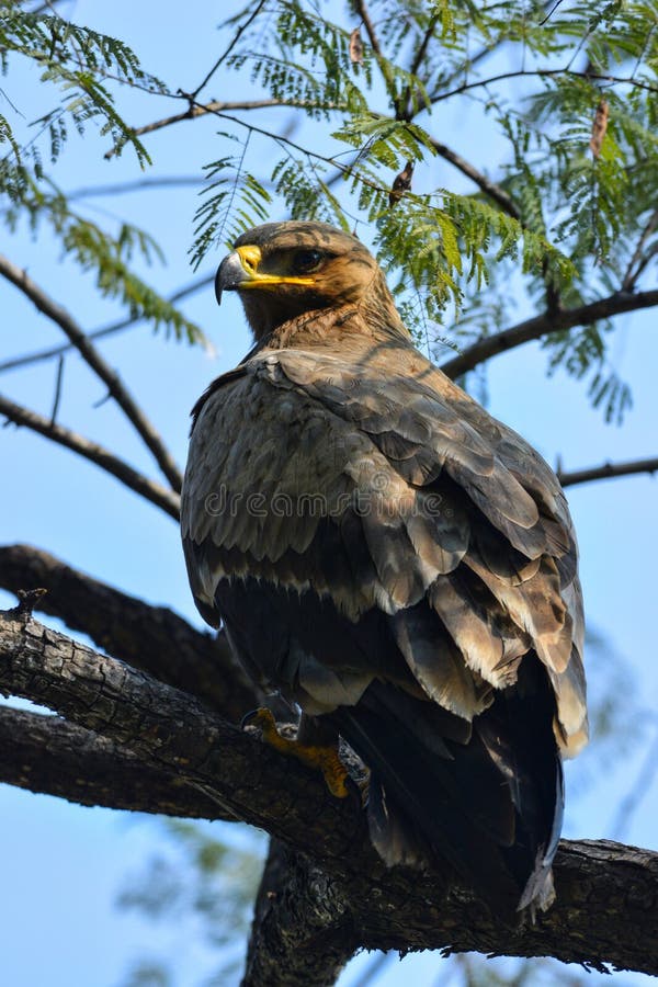 Steppe eagle stock image. Image of portrait, ornithology - 173679491