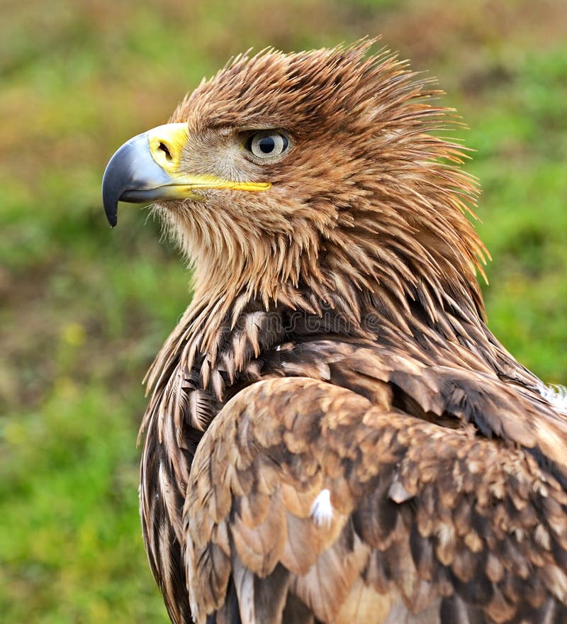 Steppe eagle stock photo. Image of timid, dangerous, prey - 33743880
