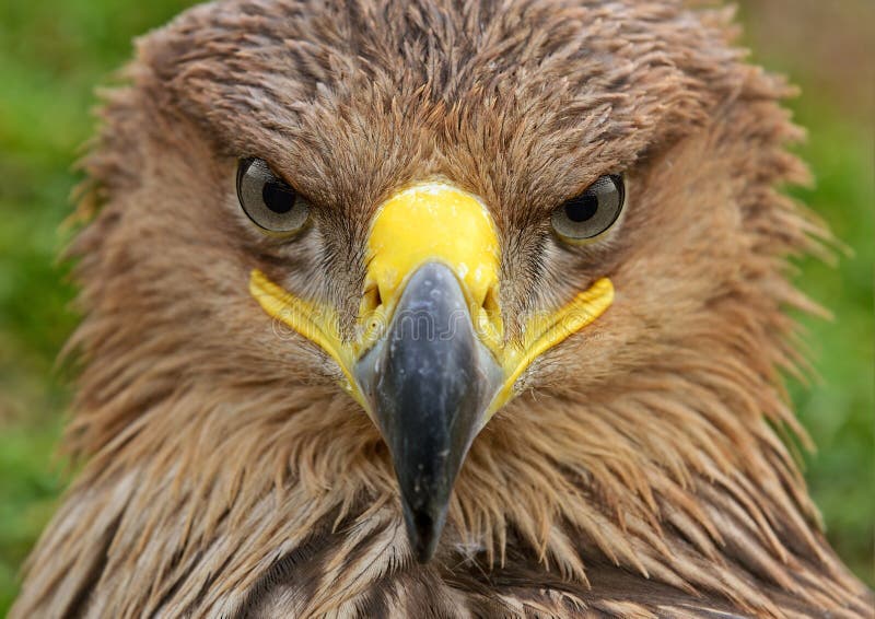 Steppe eagle stock image. Image of wildlife, dangerous - 33743897