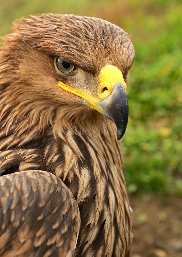 Steppe eagle stock photo. Image of timid, cautious, nature - 33961256