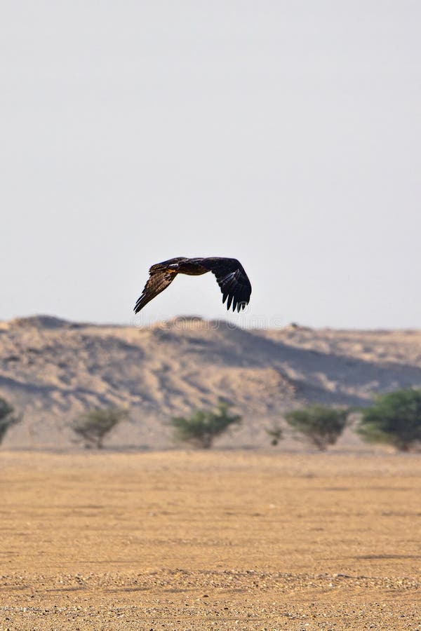 Steppe Eagle Soaring Above a Desert Landscape Stock Image - Image of ...