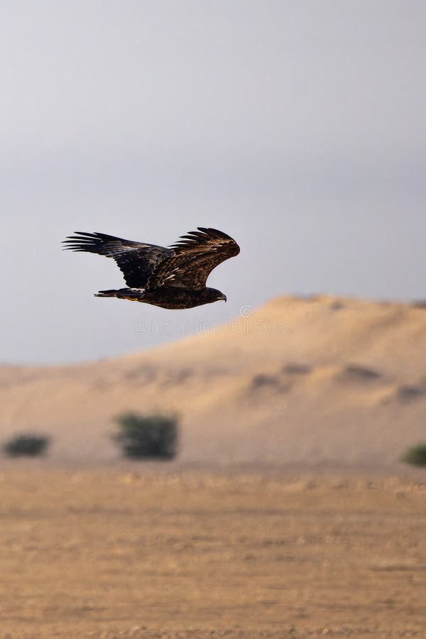 Steppe Eagle Soars Gracefully Above the Arid Expanse of a Vast Desert ...