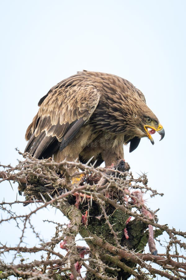 Steppe Eagle Swallows Meat on Whistling Thorn Stock Photo - Image of ...