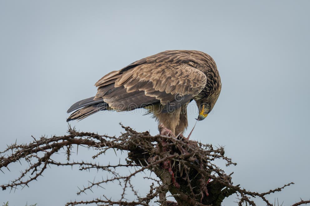 Steppe Eagle on Thornbush Pulling at Kill Stock Image - Image of bird ...
