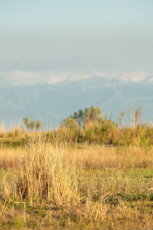 Steppe stock image. Image of nature, land, field, outdoor - 44095369