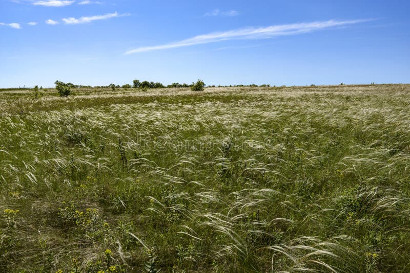 Steppe Feather Grass is Beautiful in Spring, it Occupies Large Areas ...