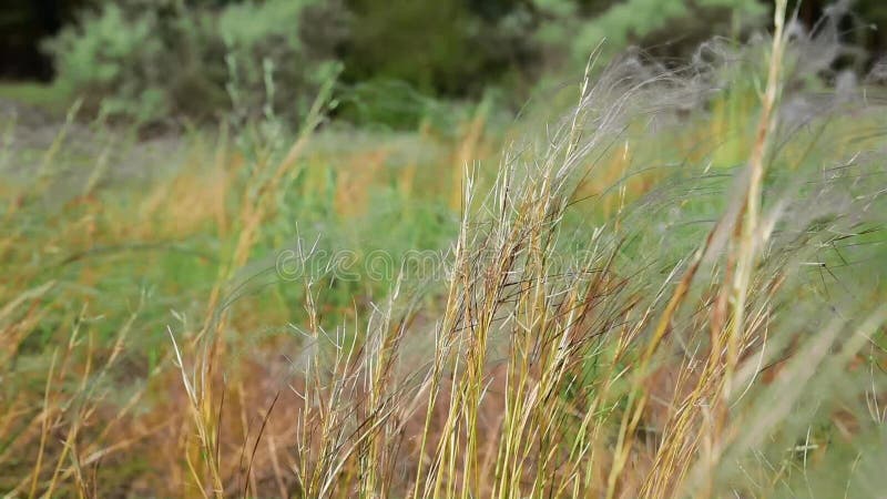 The Steppe Feather Grass Waving on the Edge of the Forest Stock Video ...