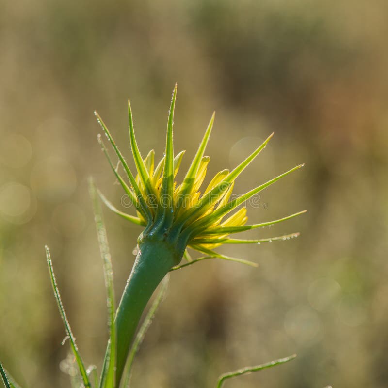 Steppe flower stock image. Image of green, garden, bloom - 78925495