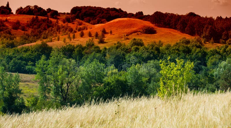 Steppe and forest stock photo. Image of rural, sunny - 50283948