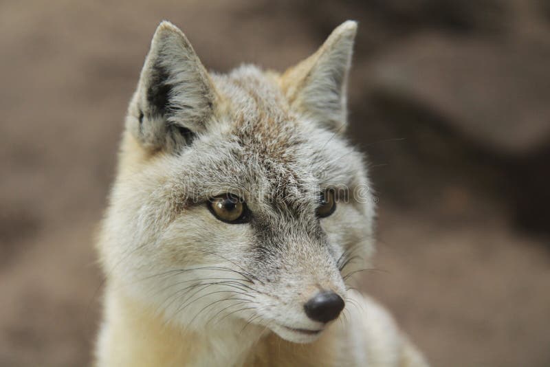 Steppe Fox Corsak Small Fox from Asia Stock Image - Image of nature ...