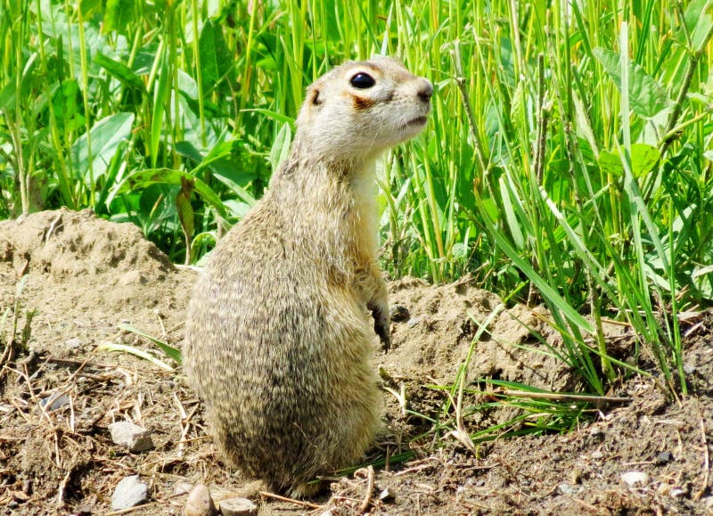Steppe gophers stock photo. Image of leave, spring, grass - 37802682
