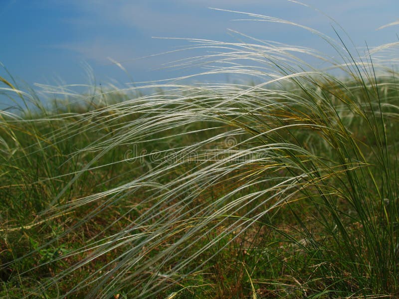 2,100+ Steppe grass Free Stock Photos - StockFreeImages