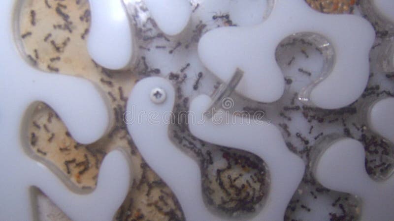 Steppe reaper ant stock video. Video of exotic, brown - 295727113