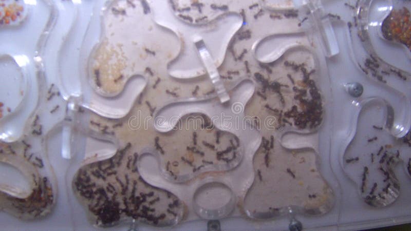 Steppe reaper ant stock video. Video of arthropod, eating - 295727969