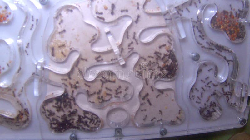 Steppe reaper ant stock footage. Video of closeup, bite - 295728116