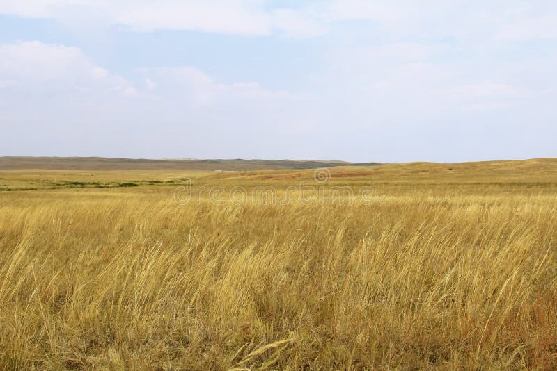 Steppe with High Yellow Grass and Sky with Gentle Clouds, Distant View ...
