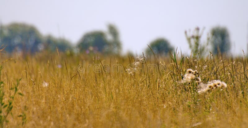 Steppe stock image. Image of heat, field, landscape, summer - 40111103