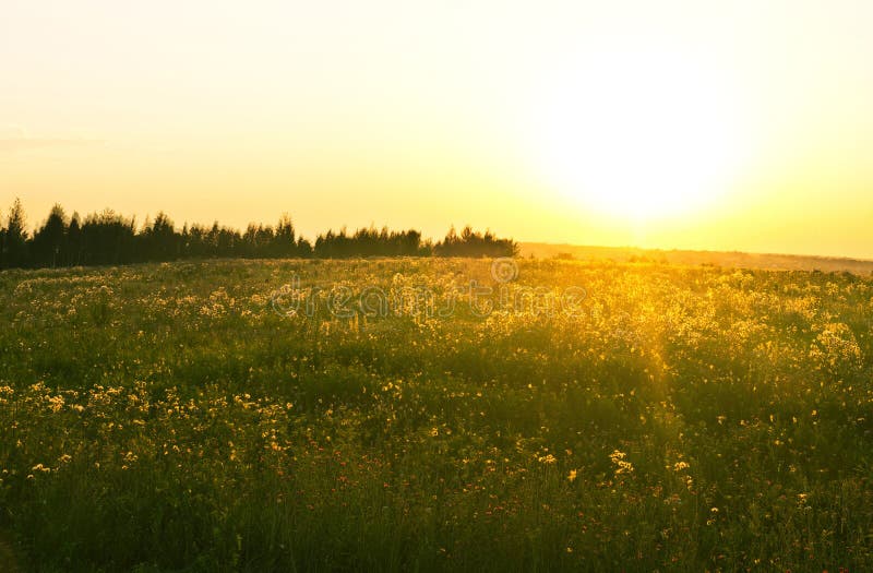 Steppe stock photo. Image of herbs, grassland, grassy - 34474766