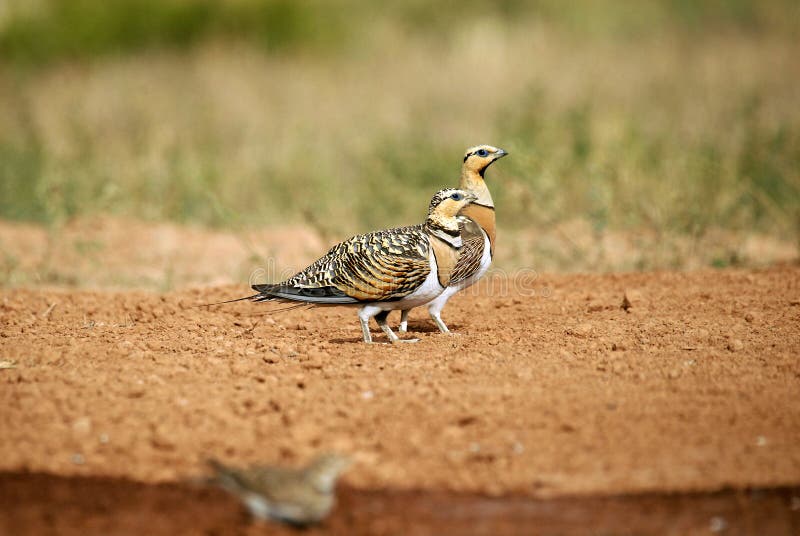 Steppe bird stock image. Image of desert, landscape, nature - 18067659