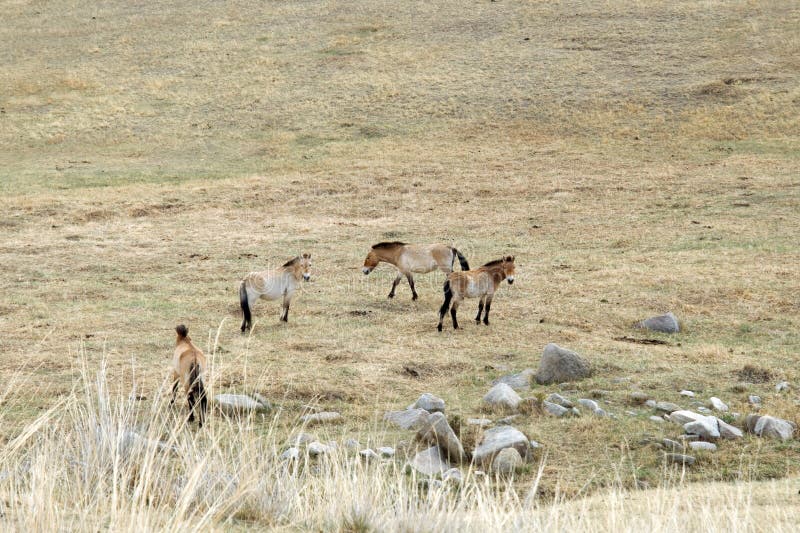 Steppe landscape stock image. Image of mountain, landscape - 25513093