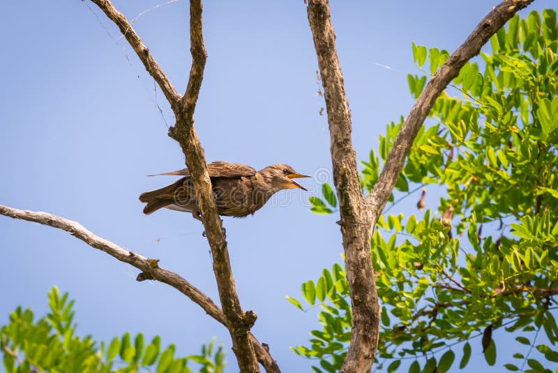 Steppe Lark or Melanocorypha Calandra on Branch of Tree Stock Photo ...