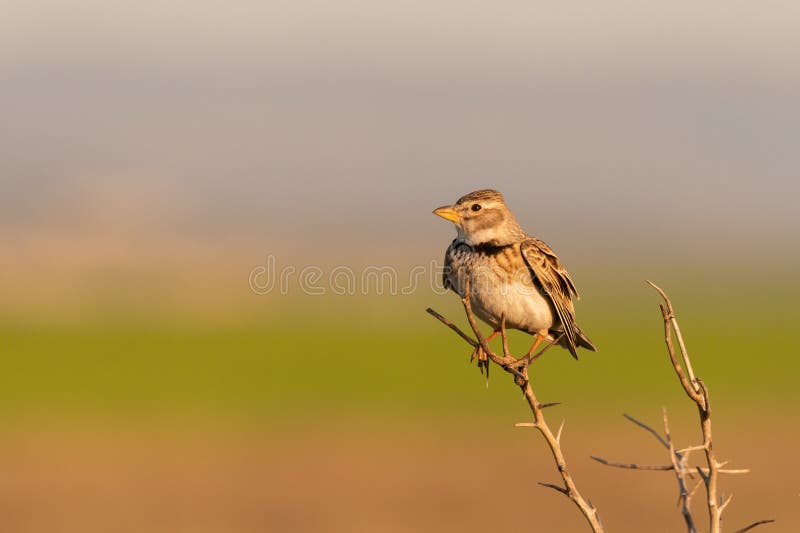 Steppe Lark or Melanocorypha Calandra on Branch of Tree Stock Photo ...