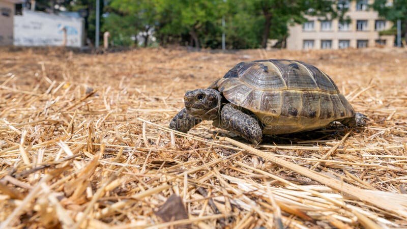 Steppe Mediterranean Turtle on Dry Grass Stock Image - Image of nature ...