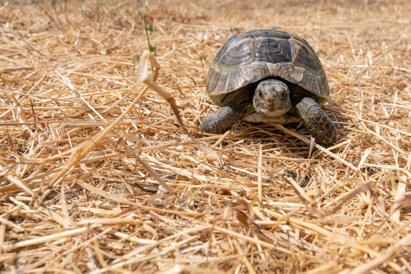 Steppe Mediterranean Turtle on Dry Grass Stock Photo - Image of arid ...