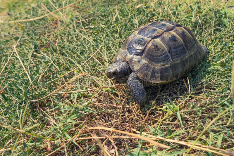 Steppe Mediterranean Turtle on Green Grass Stock Image - Image of ...