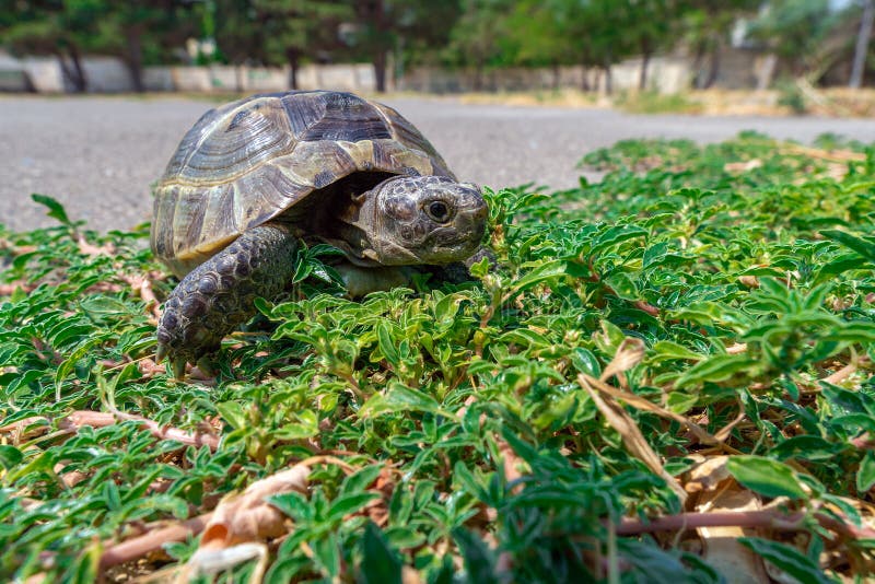 Steppe Mediterranean Turtle on Green Grass Stock Image - Image of ...