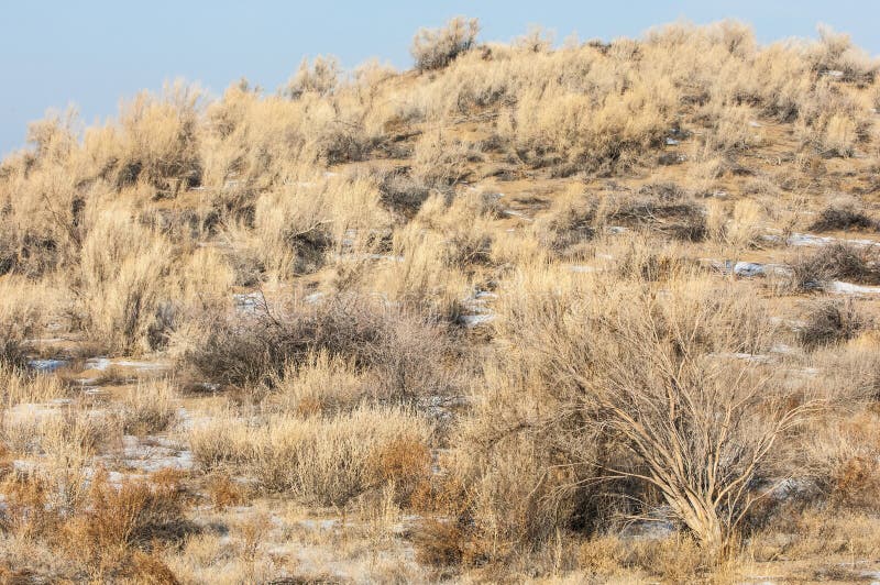 Steppe, Prairie, Veld, Veldt Stock Image - Image of prairie, natural ...