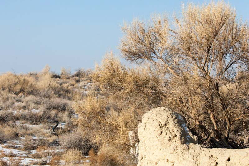 Steppe, Prairie, Veld, Veldt Stock Image - Image of kazakhstan, meadow ...
