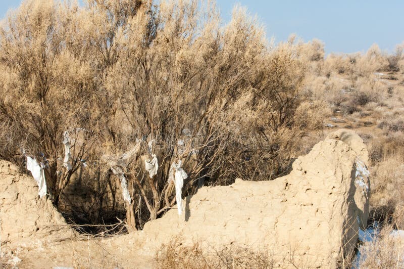 Steppe, Prairie, Veld, Veldt Stock Image - Image of desert, plant ...