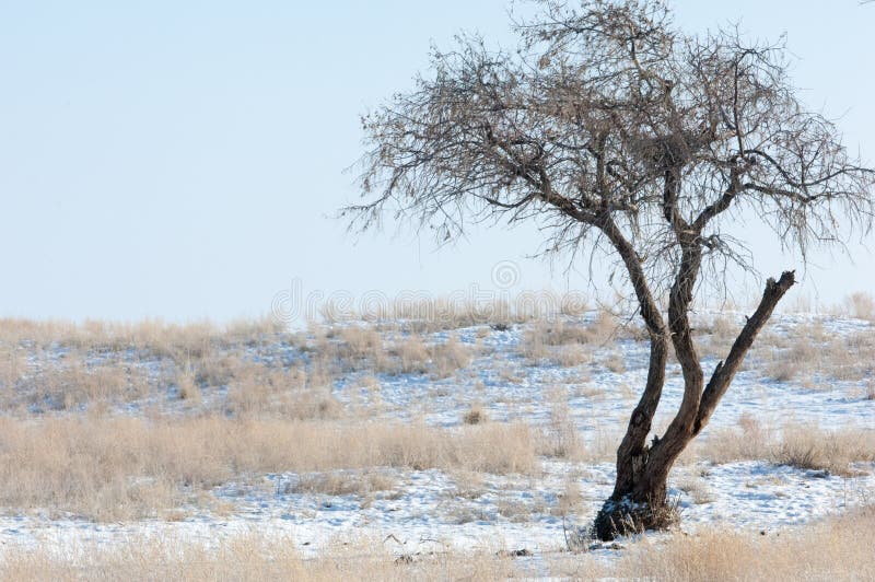 Steppe, Prairie, Veld, Veldt Stock Photo - Image of kazakhstan, prairie ...