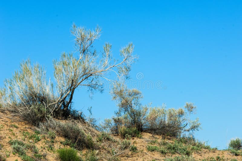 Steppe, Prairie, Veld, Veldt Stock Photo - Image of outdoor, grass ...