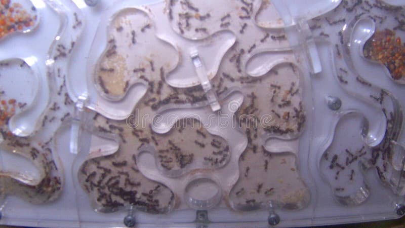 Steppe reaper ant stock footage. Video of environment - 295727896