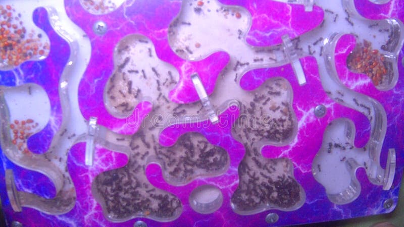 Steppe reaper ant stock footage. Video of carnivorous - 295727934