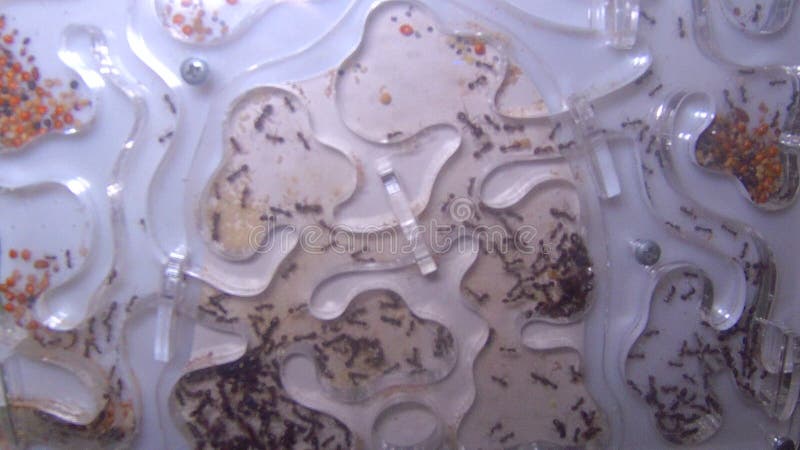 Steppe reaper ant stock video. Video of ants, black - 295728193