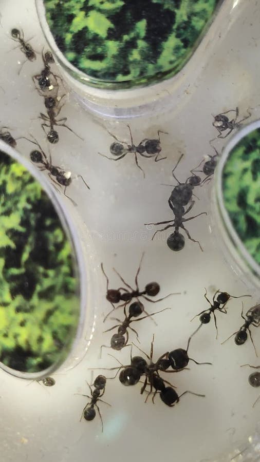 Steppe reaper ants stock footage. Video of insects, natural - 288658770